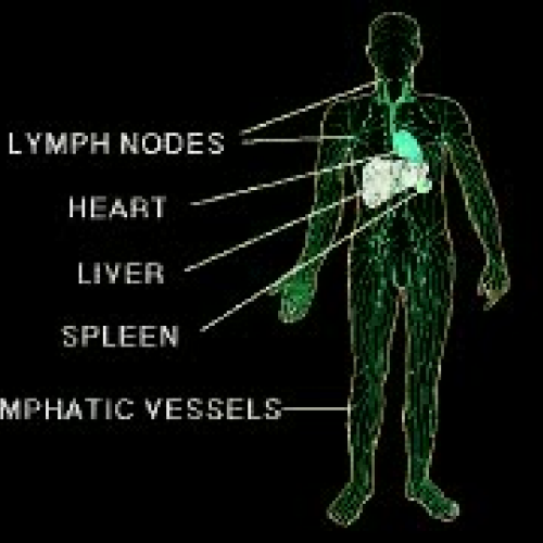 Pal Models Lymphatic System
