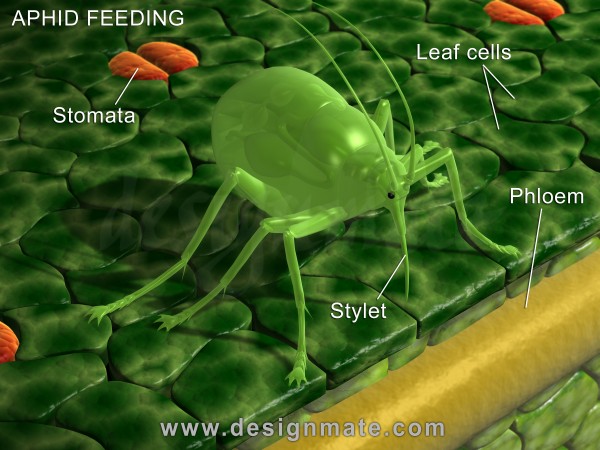 Aphid Feeding